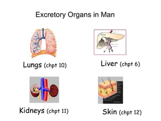 Chapter 11 Excretion Lesson 1 - Introduction to Excretion | PPT