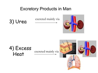 Chapter 11 Excretion Lesson 1 - Introduction to Excretion | PPT