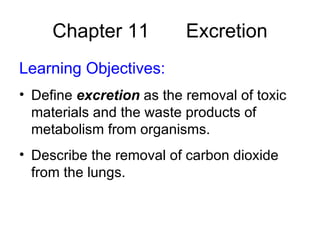 Chapter 11 Excretion Lesson 1 - Introduction to Excretion | PPT
