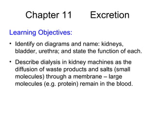 Chapter 11 Excretion Lesson 1 - Introduction to Excretion | PPT