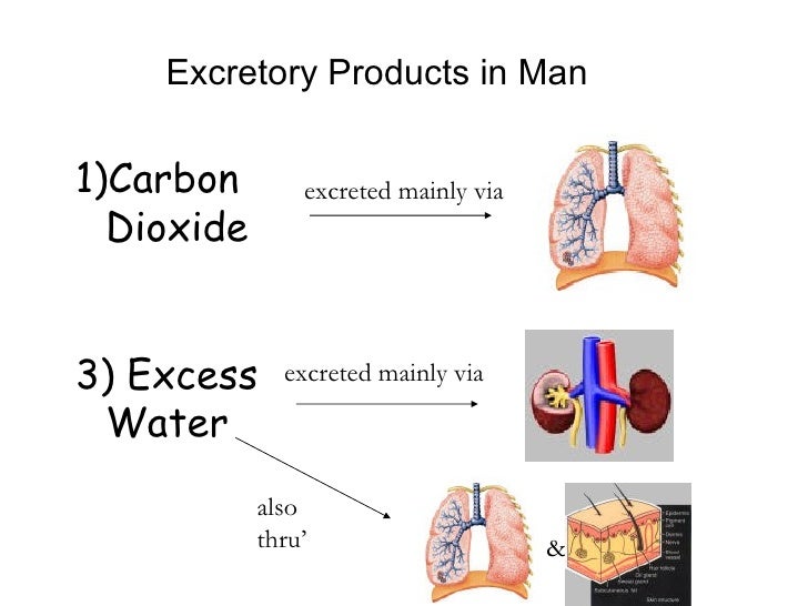 Chapter 11 Excretion Lesson 1 - Introduction to Excretion