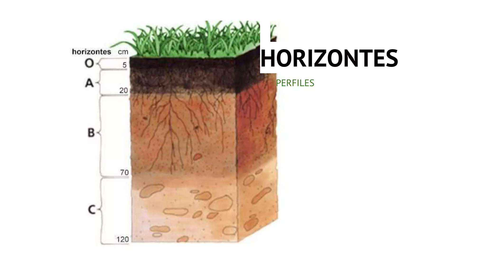 Nomenclatura para los horizontes del suelo | PPTX