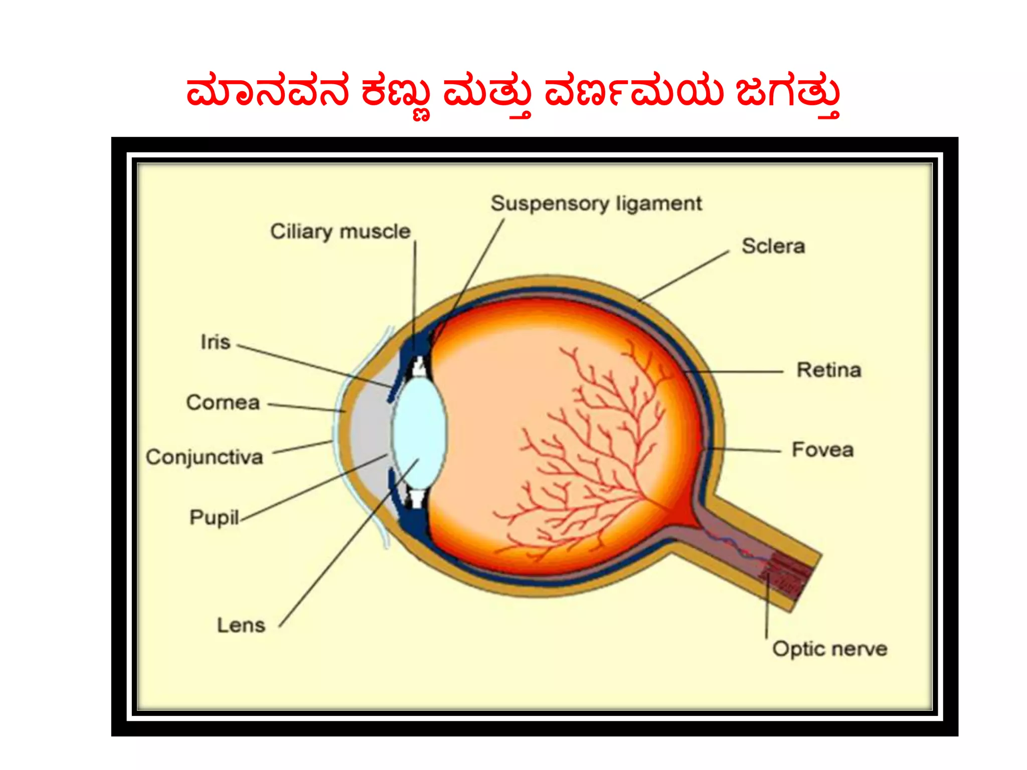 kannada the human eye presentation | PPTX