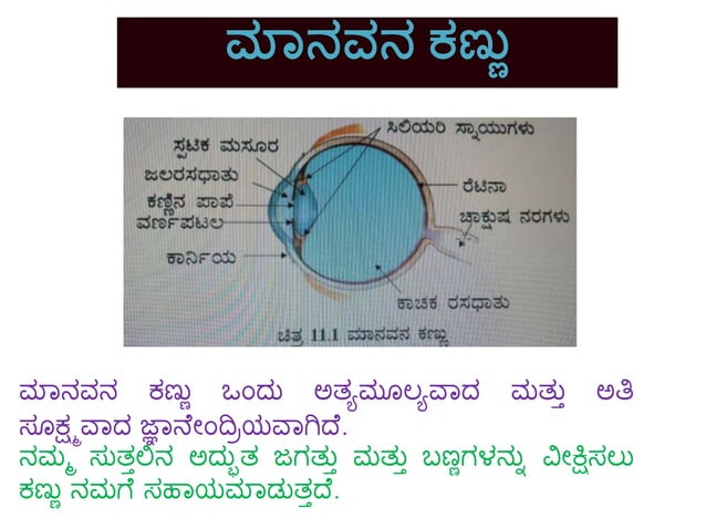 kannada the human eye presentation | PPT