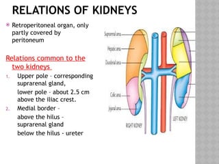 Anatomy of Kidney.@urinary system organs.ppt