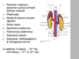 Anatomy of Kidney.@urinary system organs.ppt