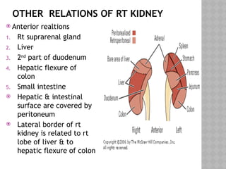 Anatomy of Kidney.@urinary system organs.ppt
