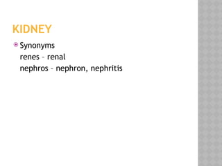 Anatomy of Kidney.@urinary system organs.ppt