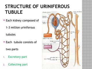Anatomy of Kidney.@urinary system organs.ppt