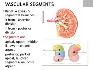Anatomy of Kidney.@urinary system organs.ppt