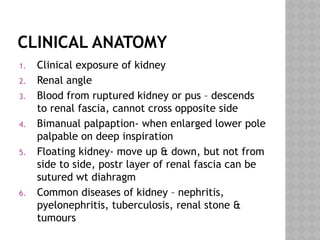 Anatomy of Kidney.@urinary system organs.ppt