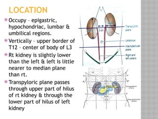Anatomy of Kidney.@urinary system organs.ppt