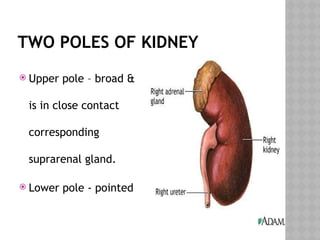 Anatomy of Kidney.@urinary system organs.ppt