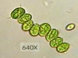 1 kultur pakan alami | PPT