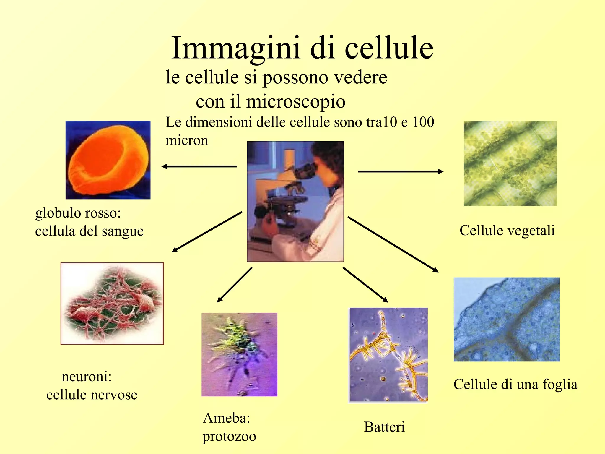 1 la cellula | PPT