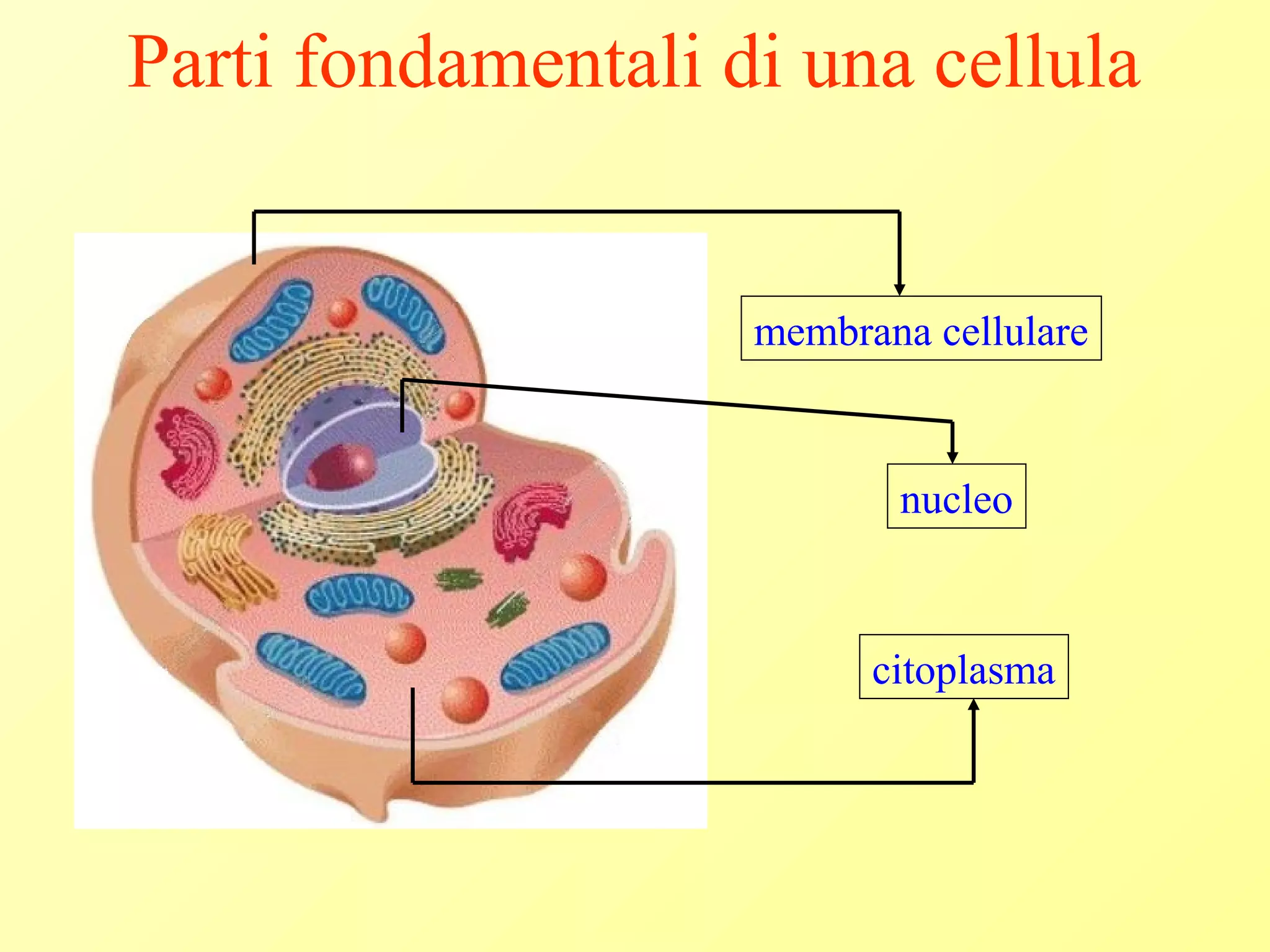 1 la cellula | PPT