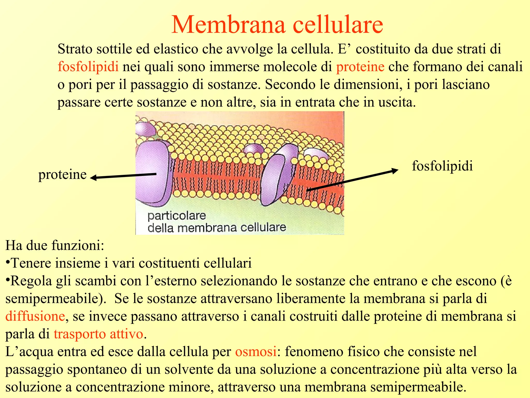 1 la cellula | PPT