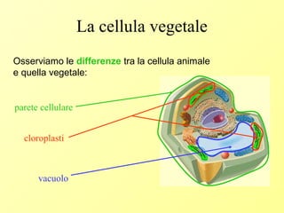 1 la cellula | PPT