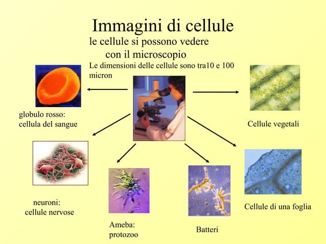 1 la cellula | PPT
