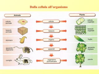 1 la cellula | PPT