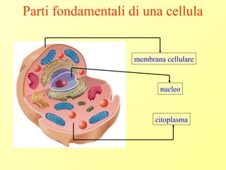1 la cellula | PPT