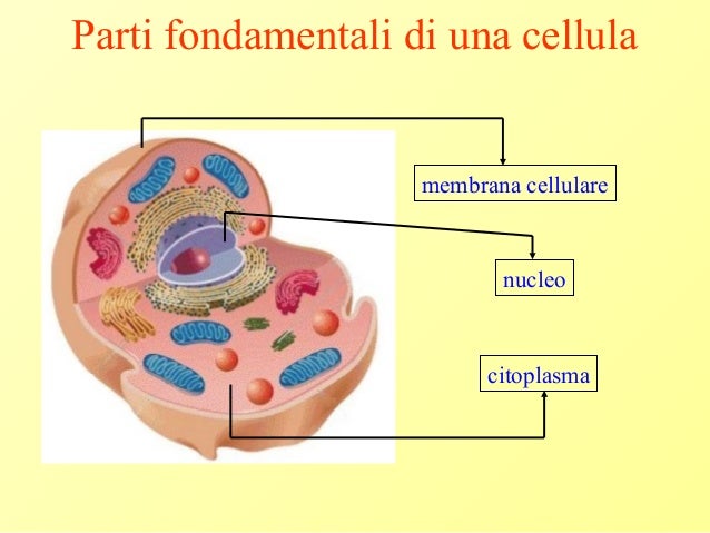 1 la cellula