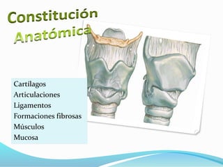 anatomía de laringe | PPTX