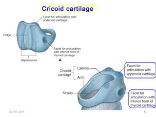 Cricoid Cartilage Lamina