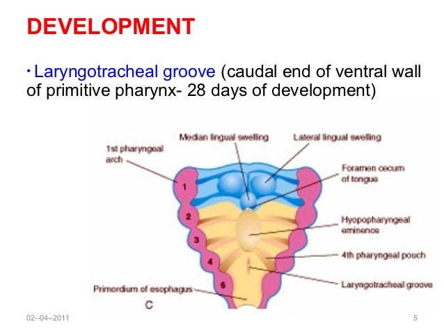 1 larynx ma