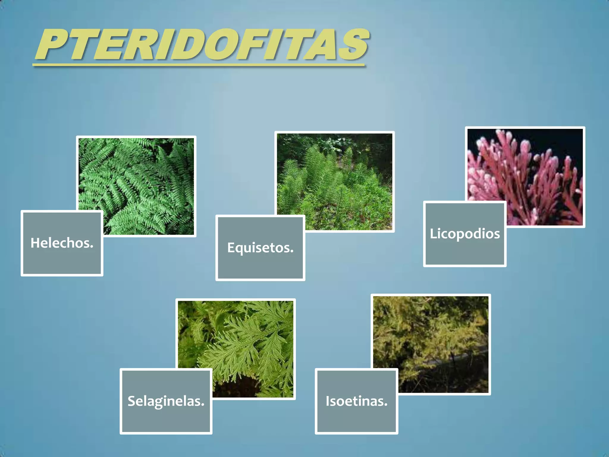 Las plantas sin semillas | PPT