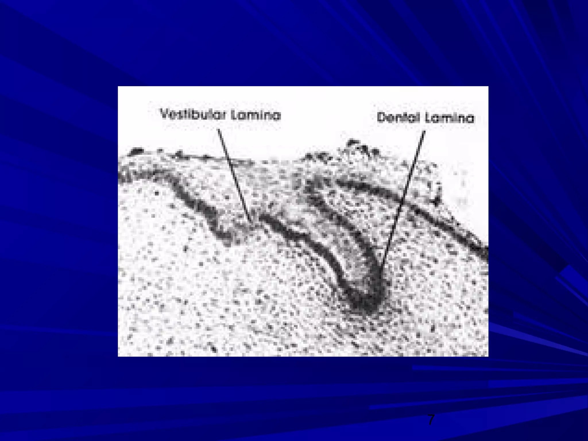Life cycle of the teeth & tooth structure | PPT