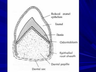 Life cycle of the teeth & tooth structure | PPT