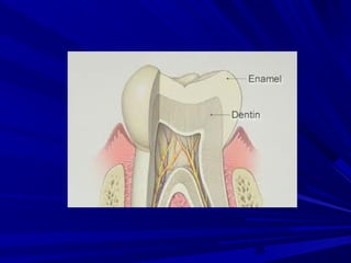 Life cycle of the teeth & tooth structure | PPT