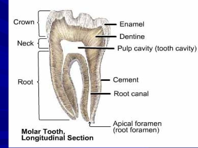 Life cycle of the teeth & tooth structure | PPT