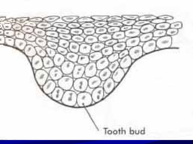 Life cycle of the teeth & tooth structure | PPT