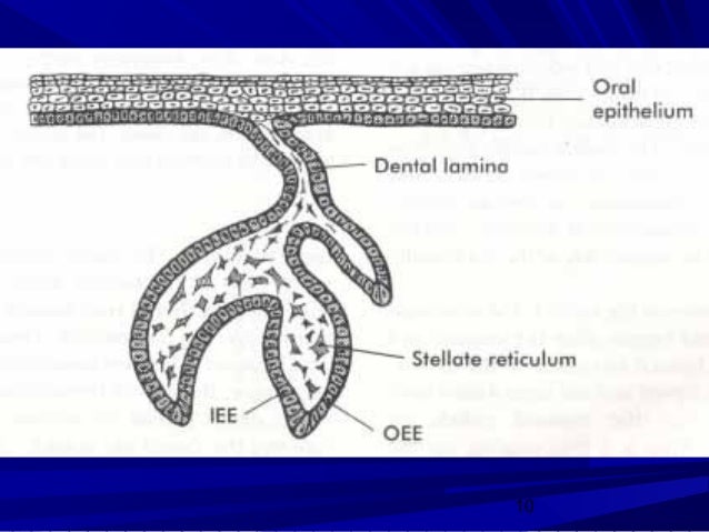 Life cycle of the teeth & tooth structure