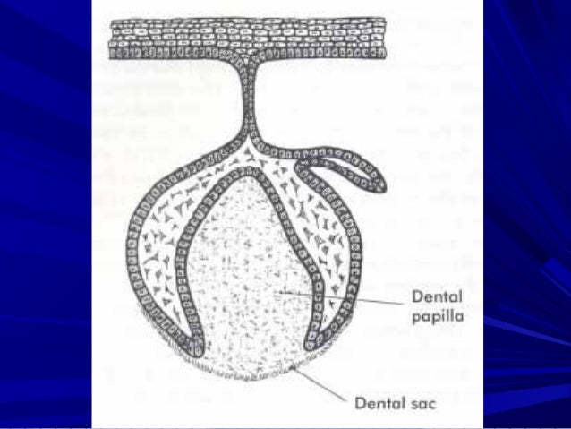 Life cycle of the teeth & tooth structure