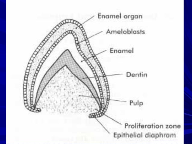 Life cycle of the teeth & tooth structure