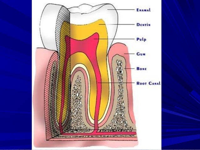 Life cycle of the teeth & tooth structure