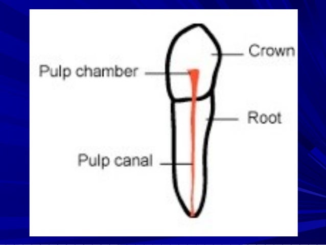Life cycle of the teeth & tooth structure