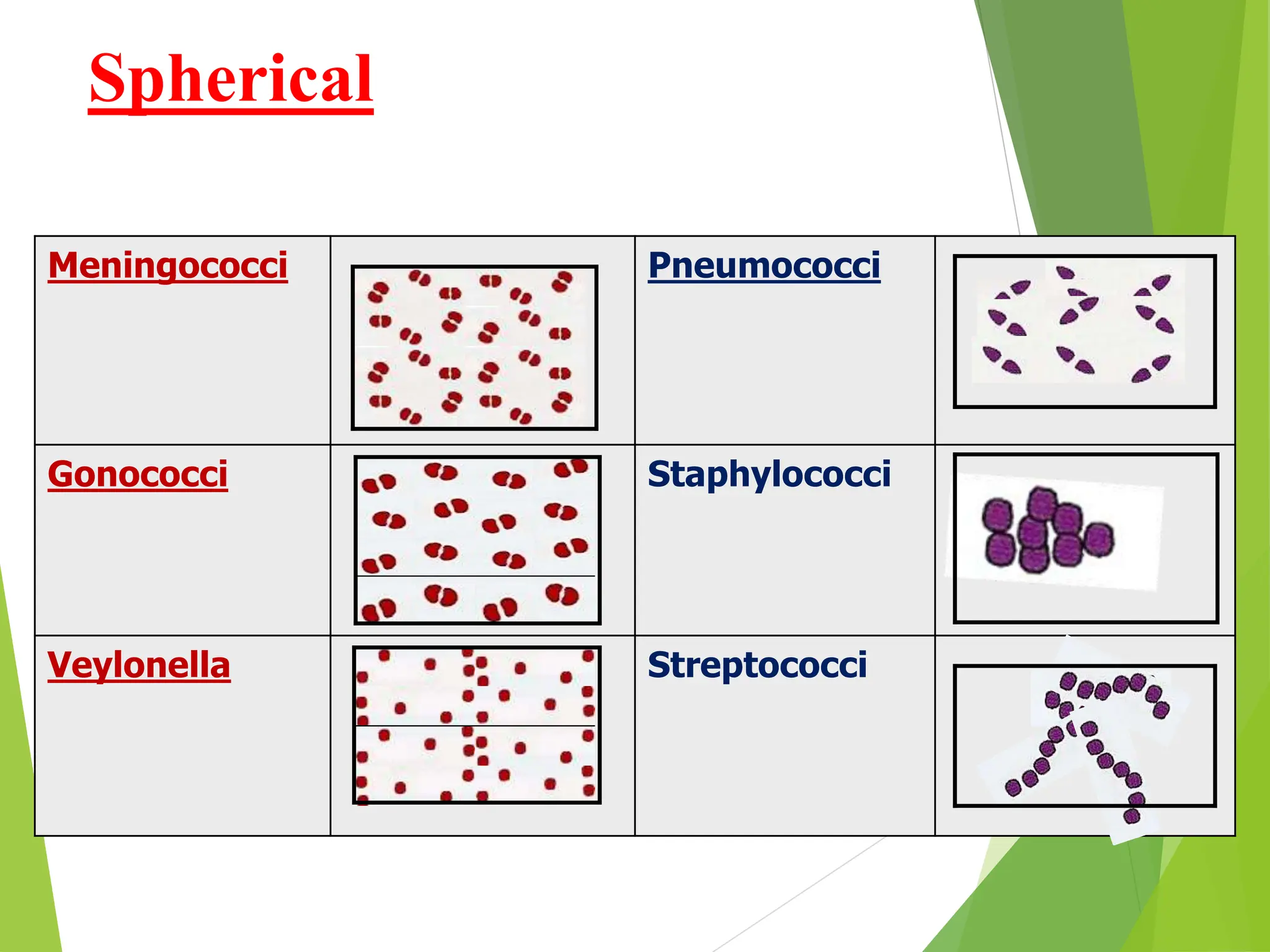 General microbiology, structure of bacterial cells.ppt