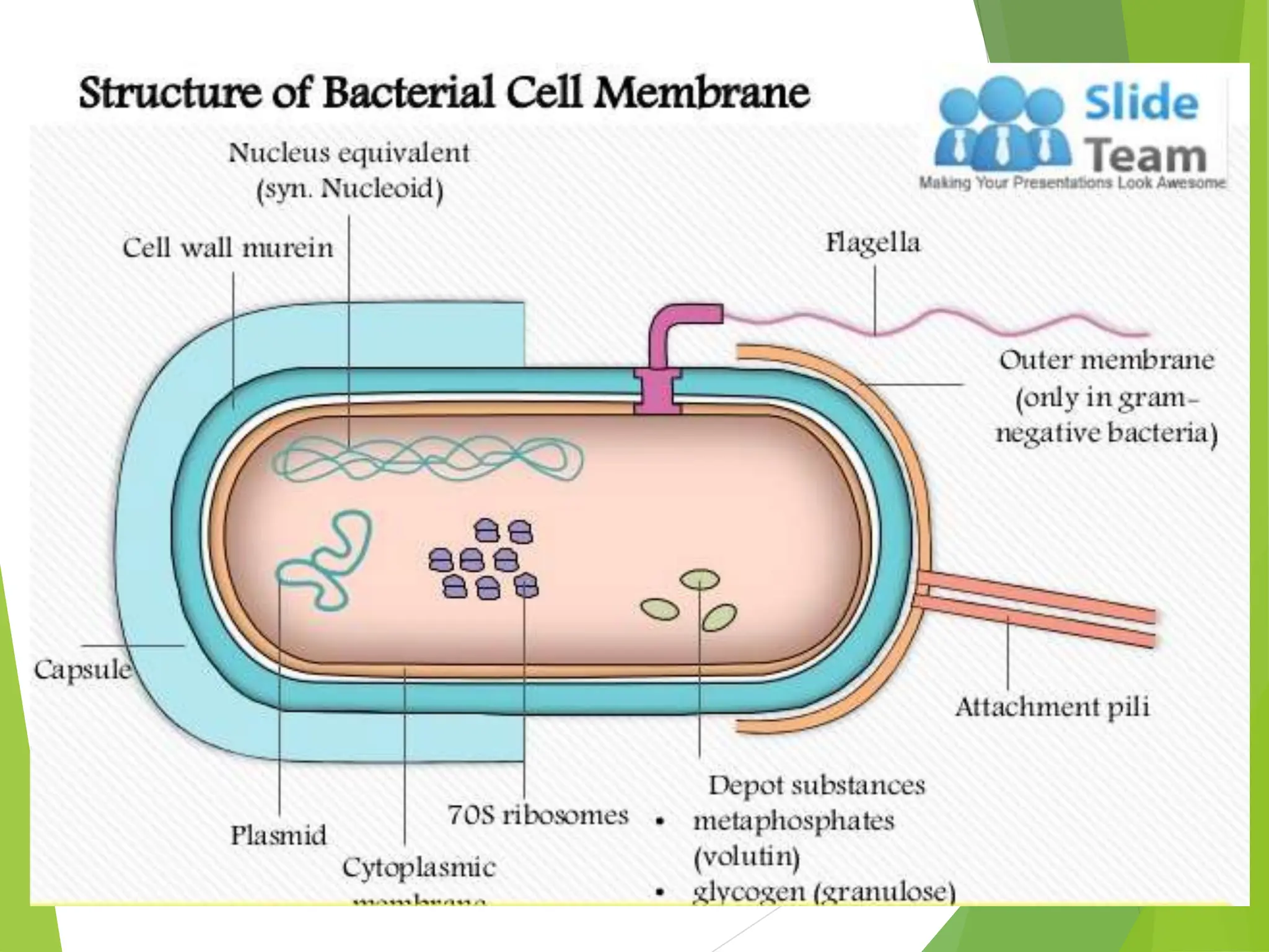 General microbiology, structure of bacterial cells.ppt
