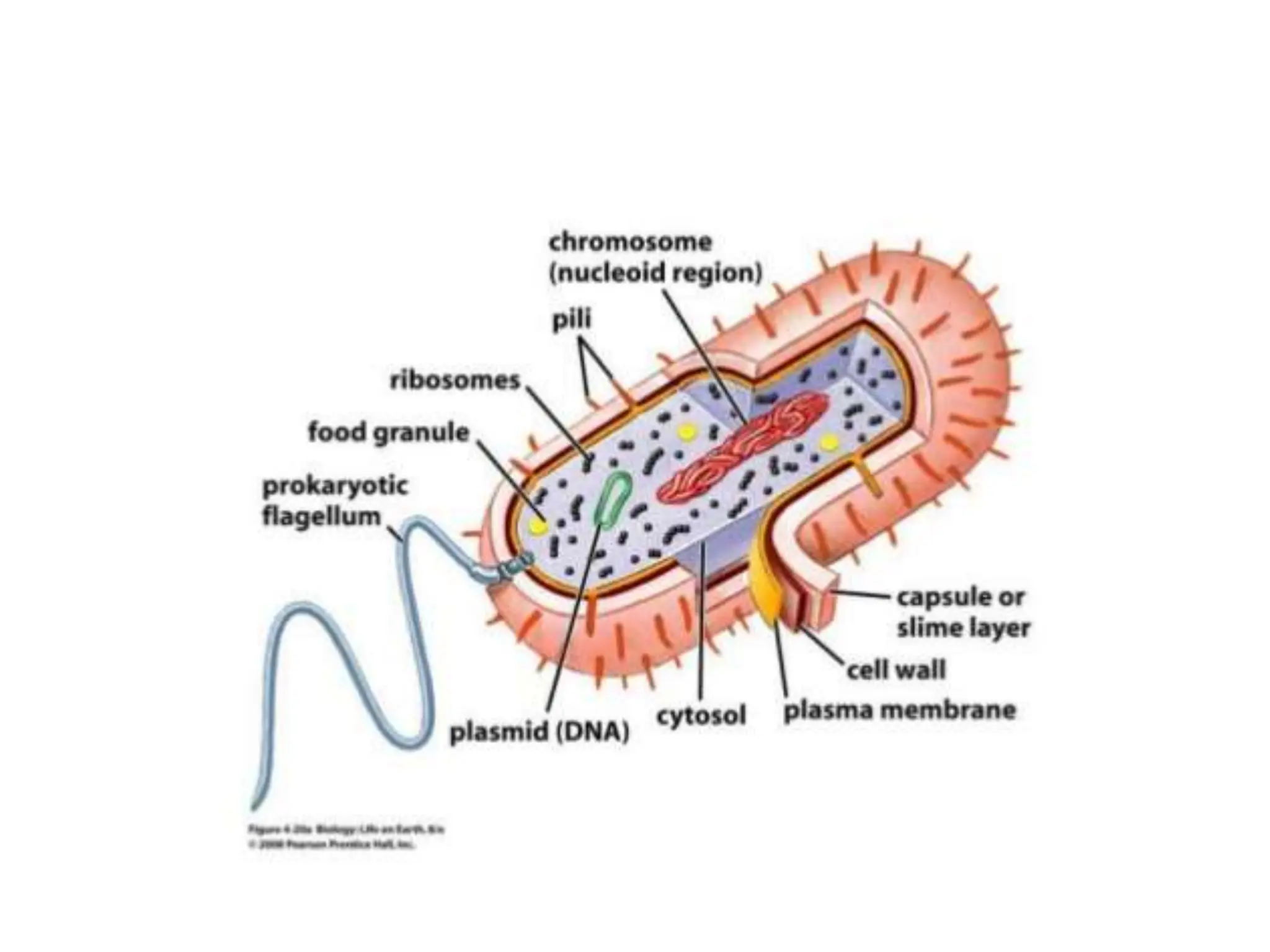 General microbiology, structure of bacterial cells.ppt
