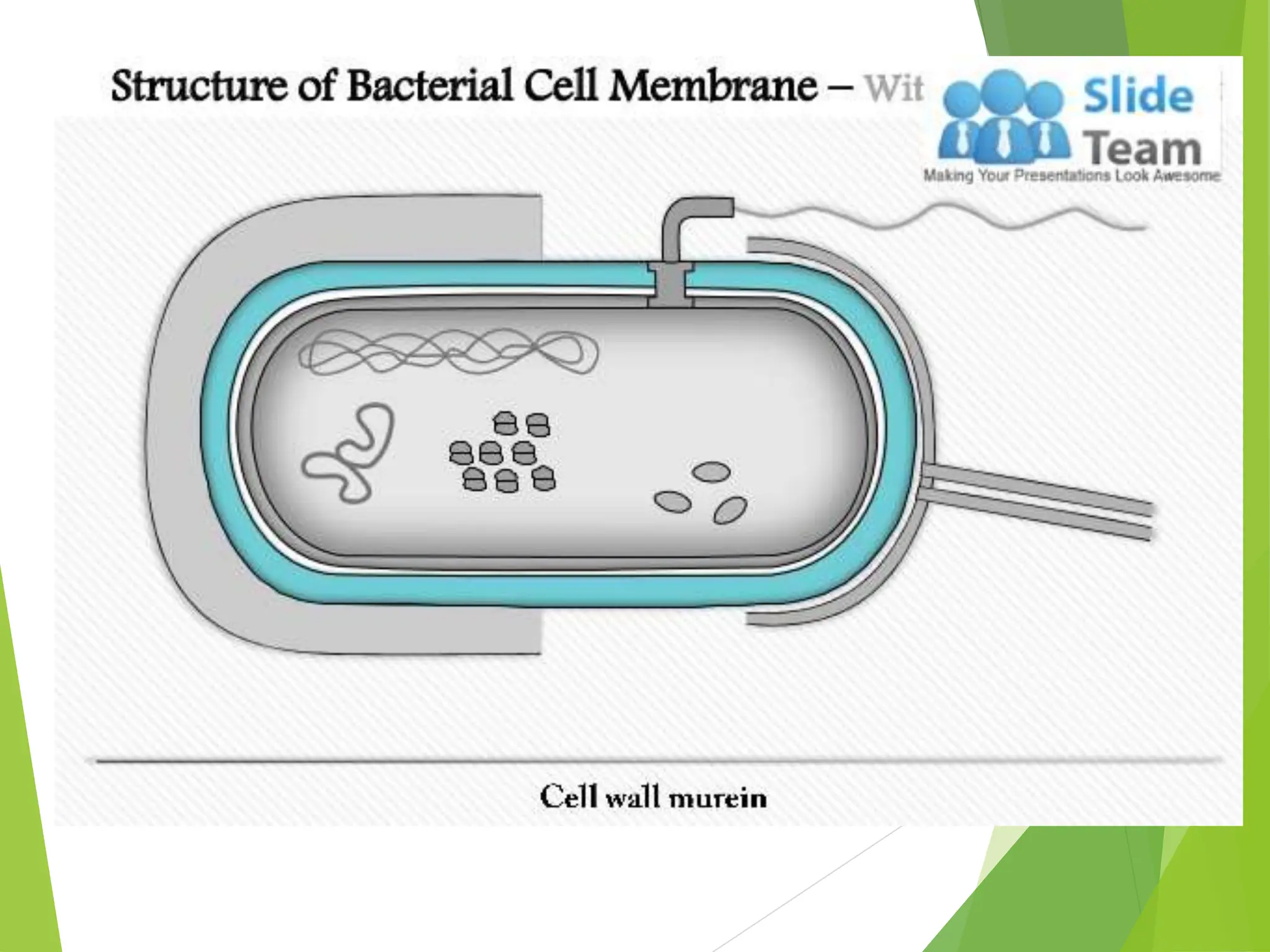 General microbiology, structure of bacterial cells.ppt