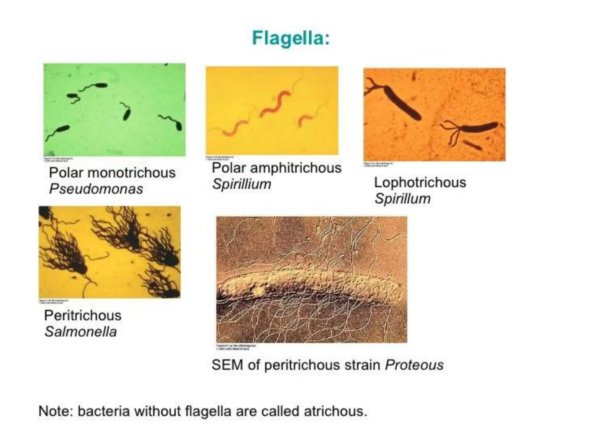 General microbiology, structure of bacterial cells.ppt