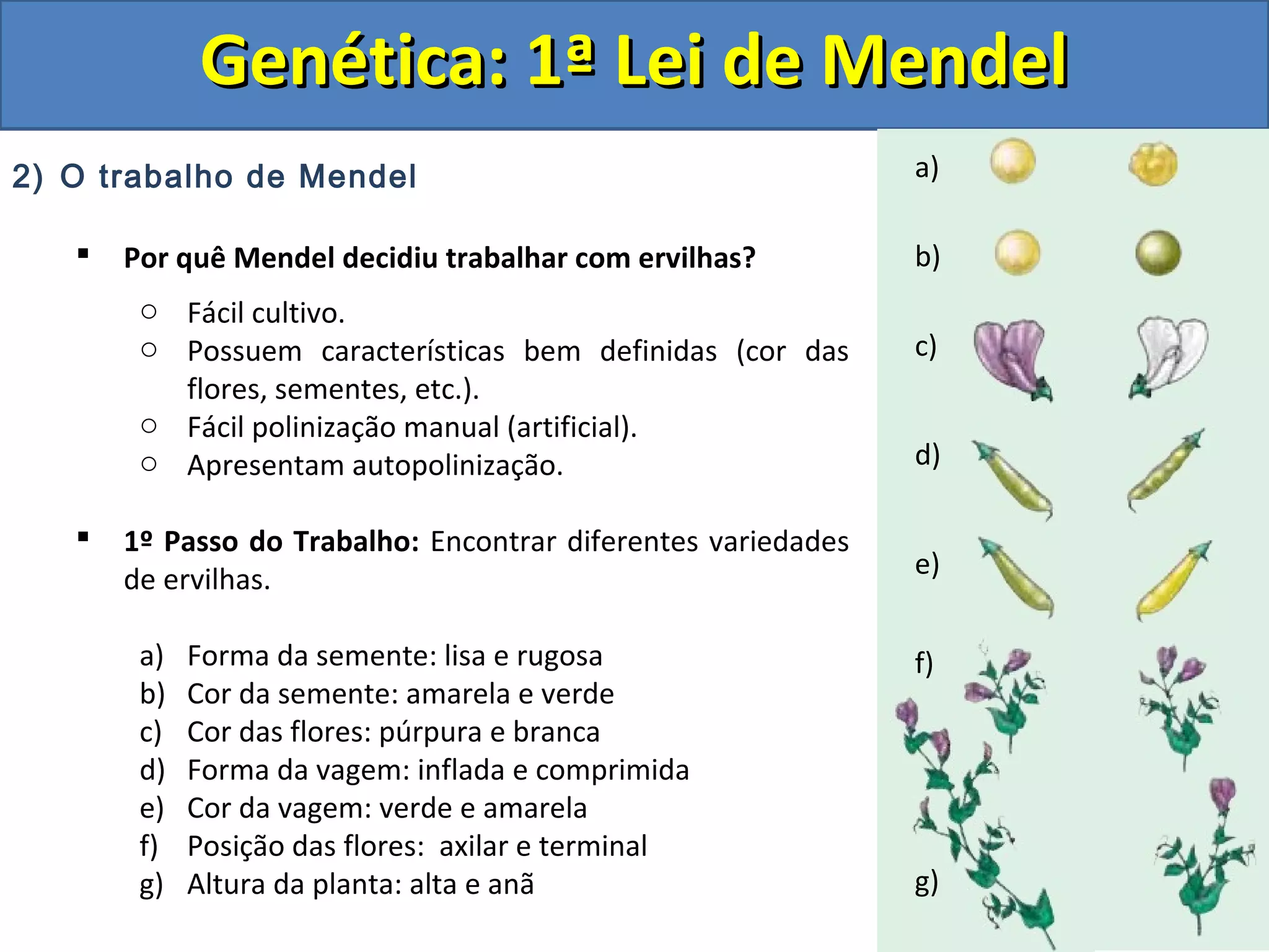 1 Lei de Mendel | PPT