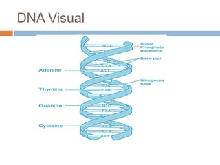 Apologia Biology Presentation 1 - Life, Scientific Method, and Biochem ...