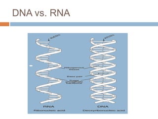 Apologia Biology Presentation 1 - Life, Scientific Method, and Biochem ...