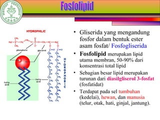 1 lipid dan-membran | PPT