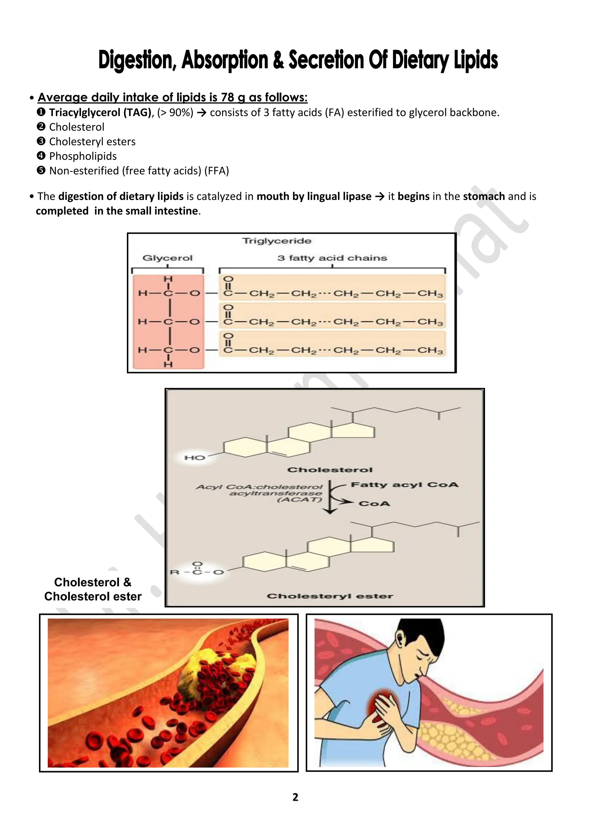 1) Lipid Digestion & absorption (1) (1).pdf